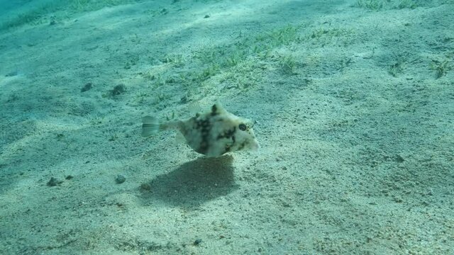 Thornback Bilder – Durchsuchen 172 Archivfotos, Vektorgrafiken und ...