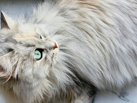 307,609 BEST Gaze IMAGES, STOCK PHOTOS & VECTORS | Adobe Stock