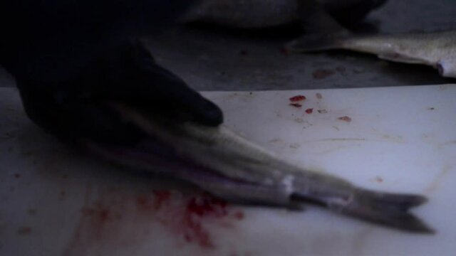 "Bloody Fish" Images – Browse 15 Stock Photos, Vectors, and Video ...