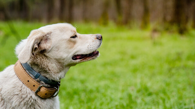 Lederzecke Bilder – Durchsuchen 1,142 Archivfotos, Vektorgrafiken und ...