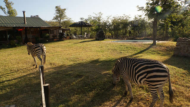 「Zeebra」の画像 - 75 件の Stock 写真、ベクターおよびビデオ | Adobe Stock