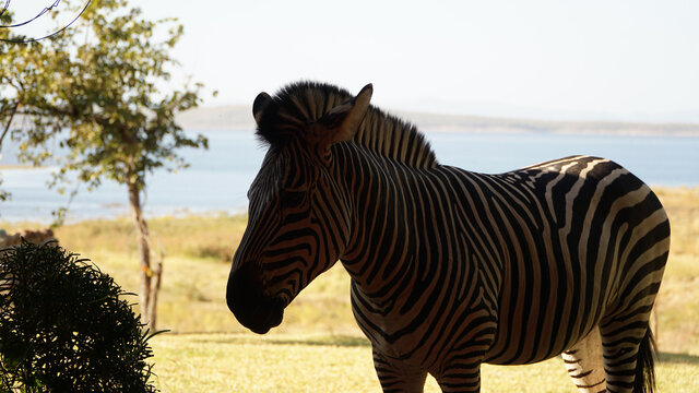 「Zeebra」の画像 - 75 件の Stock 写真、ベクターおよびビデオ | Adobe Stock