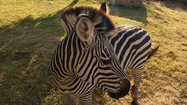 「Zeebra」の画像 - 75 件の Stock 写真、ベクターおよびビデオ | Adobe Stock
