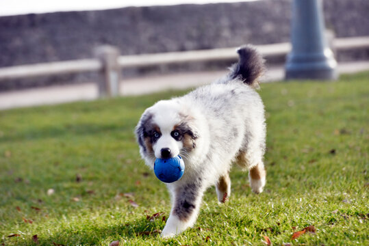 「Mini-Colley」の写真素材 | 26件の無料イラスト画像 | Adobe Stock