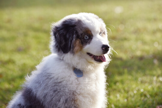 「Mini-Colley」の写真素材 | 26件の無料イラスト画像 | Adobe Stock