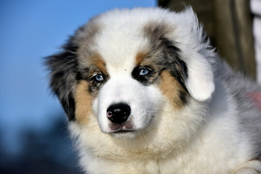 「Mini-Colley」の写真素材 | 26件の無料イラスト画像 | Adobe Stock