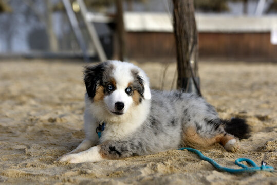 「Mini-Colley」の写真素材 | 26件の無料イラスト画像 | Adobe Stock