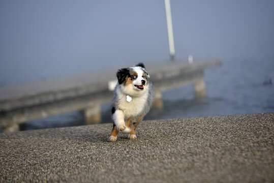 「Mini-Colley」の写真素材 | 26件の無料イラスト画像 | Adobe Stock