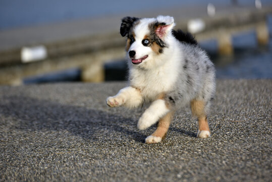 「Mini-Colley」の写真素材 | 26件の無料イラスト画像 | Adobe Stock