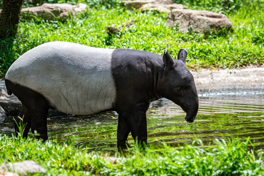 Malayan Tapir Habitat