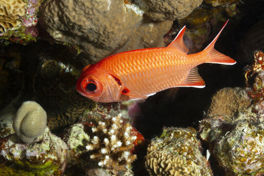 รูปภาพSoldierfish – เลือกดูภาพถ่ายสต็อก เวกเตอร์ และวิดีโอ797 | Adobe Stock