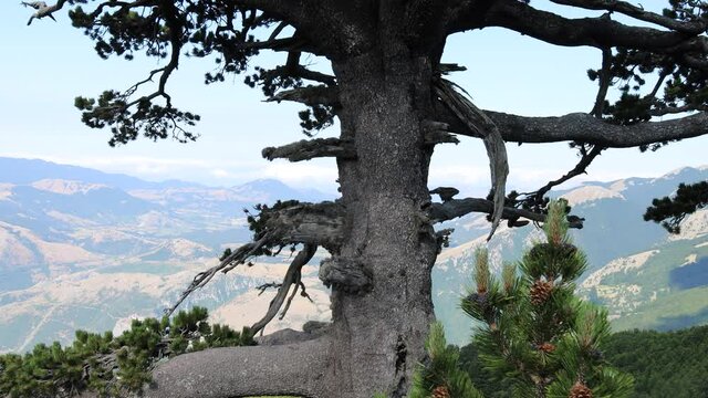 Loricate Images – Browse 57 Stock Photos, Vectors, and Video | Adobe Stock