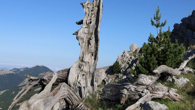 Loricate Images – Browse 57 Stock Photos, Vectors, and Video | Adobe Stock