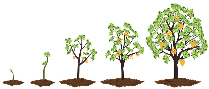 Stages Of Tree Growth Images – Browse 7,232 Stock Photos, Vectors, and ...