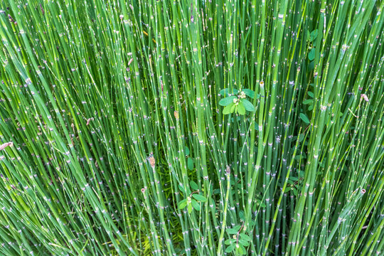 รูปภาพArthrophyta – เลือกดูภาพถ่ายสต็อก เวกเตอร์ และวิดีโอ454 | Adobe Stock