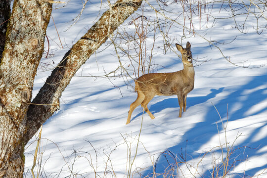 「Chevrette」の写真素材 | 960件の無料イラスト画像 | Adobe Stock