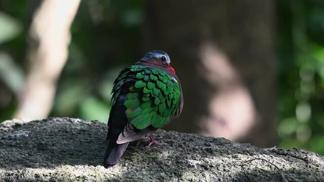 "Green Dove" Bilder – Durchsuchen 739 Archivfotos, Vektorgrafiken und ...