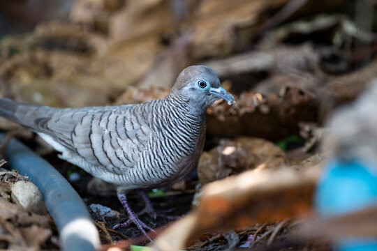 Kurokutok Bilder – Durchsuchen 1,578 Archivfotos, Vektorgrafiken und ...