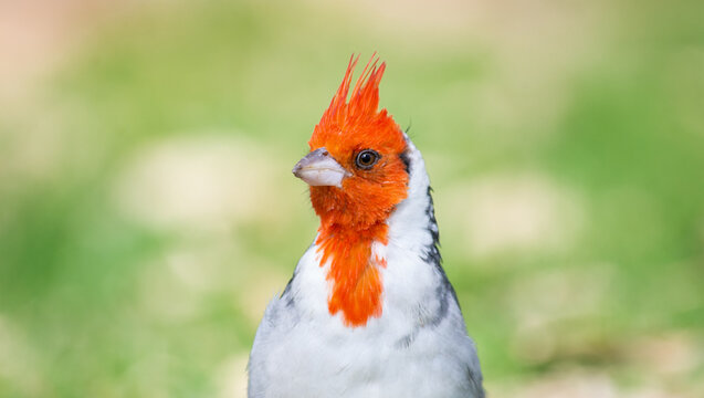 Red-Crested Images – Browse 1,862 Stock Photos, Vectors, and Video ...