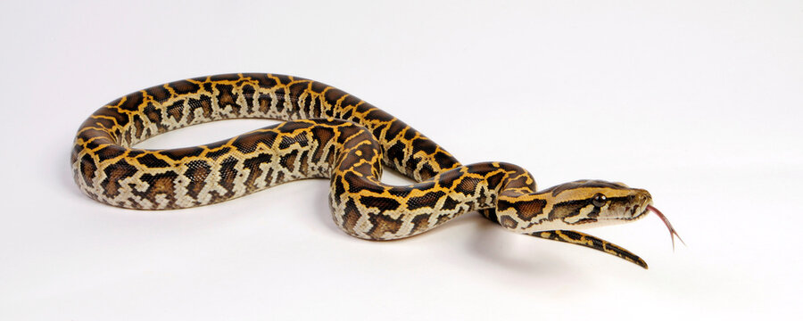 Tigerpython bilder – Bläddra bland 124 stockfoton, vektorer och videor ...