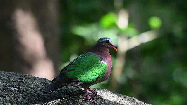 "Green Dove" Images – Browse 756 Stock Photos, Vectors, and Video ...