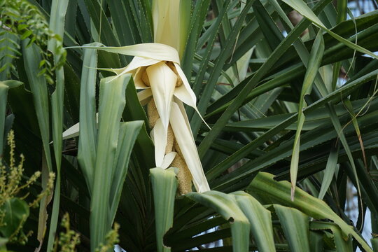 「Pandanaceae」の画像 - 656 件の Stock 写真、ベクターおよびビデオ | Adobe Stock