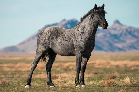 Dark Blue Roan Horses