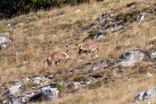 Imágenes de Combattimento: descubre bancos de fotos, ilustraciones ...