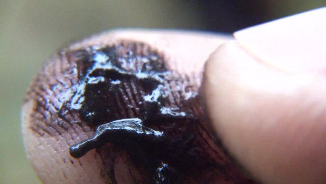 Atramentaria Images – Browse 265 Stock Photos, Vectors, and Video ...