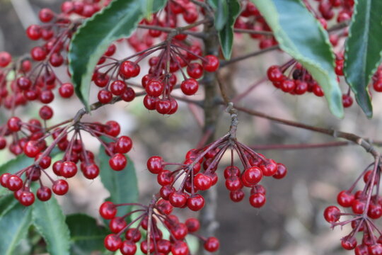 Spiceberry Bilder – Durchsuchen 3,300 Archivfotos, Vektorgrafiken und ...