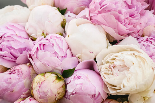 Piony Images – Browse 521 Stock Photos, Vectors, and Video | Adobe Stock