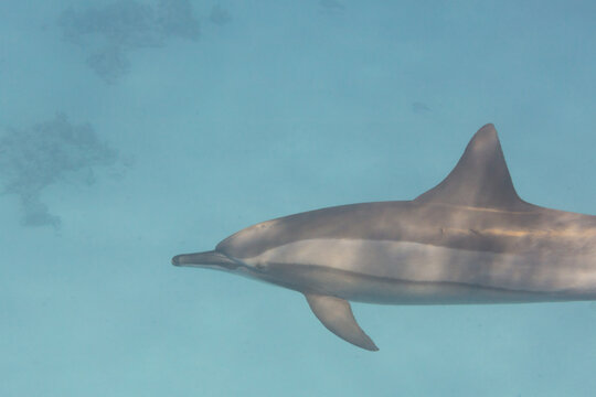 รูปภาพDoplhin – เลือกดูภาพถ่ายสต็อก เวกเตอร์ และวิดีโอ95 | Adobe Stock