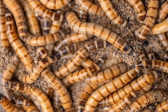 รูปภาพSuperworm – เลือกดูภาพถ่ายสต็อก เวกเตอร์ และวิดีโอ409 | Adobe Stock
