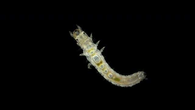 รูปภาพ"Larva – เลือกดูภาพถ่ายสต็อก เวกเตอร์ และวิดีโอ149,621 | Adobe Stock