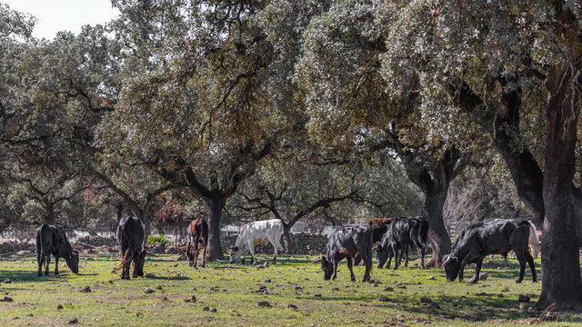 Eral Images – Browse 42 Stock Photos, Vectors, and Video | Adobe Stock