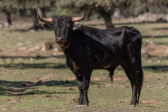 Eral Images – Browse 42 Stock Photos, Vectors, and Video | Adobe Stock