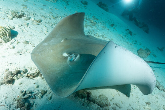 Torpedorochen Bilder – Durchsuchen 37 Archivfotos, Vektorgrafiken und ...