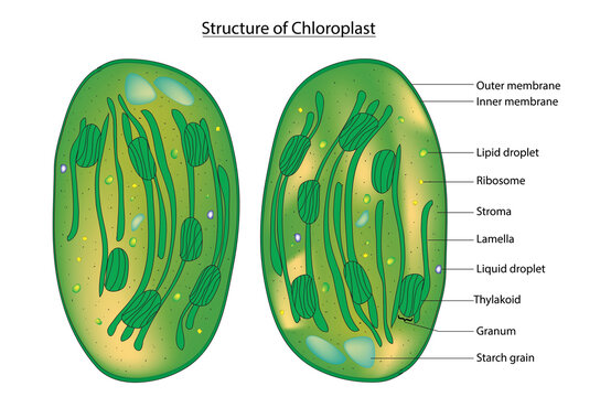 Thylakoid Labeled