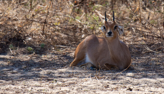 Steenbok Images – Browse 1,103 Stock Photos, Vectors, and Video | Adobe ...