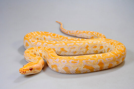 Tigerpyton Images – Browse 35 Stock Photos, Vectors, and Video | Adobe ...