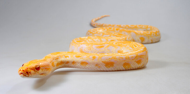 Tigerpython bilder – Bläddra bland 124 stockfoton, vektorer och videor ...