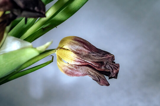 Imágenes de Languido: descubre bancos de fotos, ilustraciones, vectores ...