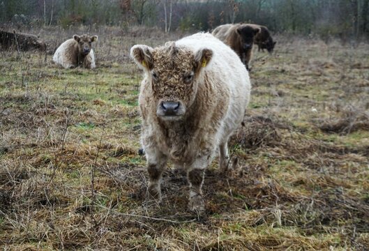 Galloway-Rinder Bilder – Durchsuchen 4,521 Archivfotos, Vektorgrafiken ...