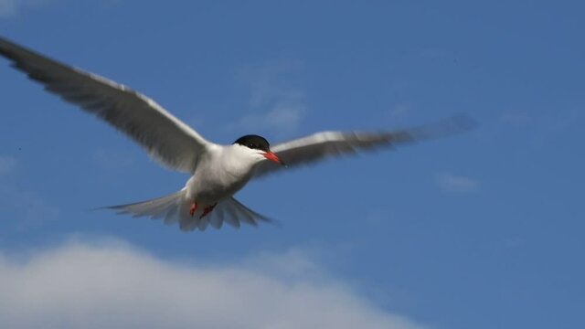 Sternidae Images – Browse 55,455 Stock Photos, Vectors, and Video ...