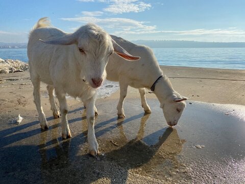 Imagens de Goast – Explore Fotografias do Stock, Vetores e Vídeos de ...