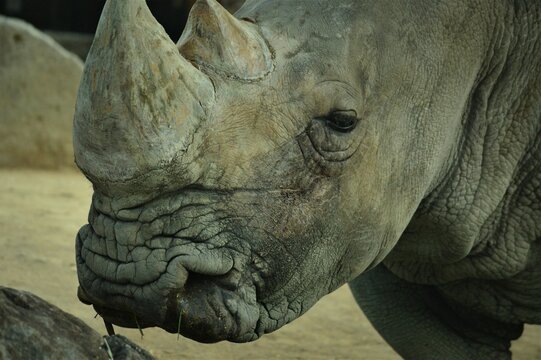 Quenk bilder – Bläddra bland 595 stockfoton, vektorer och videor ...