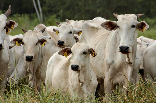 "Beef Cattle" Bilder – Durchsuchen 23,007 Archivfotos, Vektorgrafiken ...