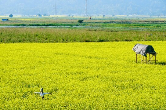 "Mustard Fields" Images – Browse 340 Stock Photos, Vectors, and Video ...