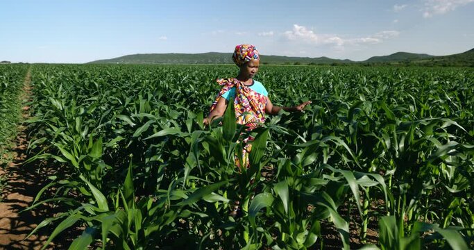 Africa Agriculture Images – Browse 117,879 Stock Photos, Vectors, and ...