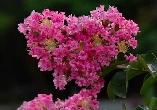 35 árbol De Mirto De Crespón Rojo/tolerante A La , 59% OFF